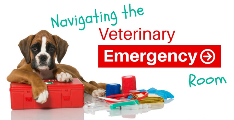 Navigating-the-Veterinary-Emergency-Room-ER-RETOUCHE - The HouseCall Vet
